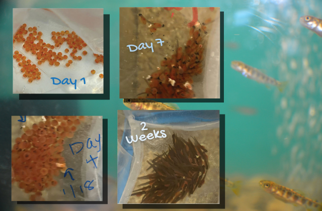 Vista Autism Services | CoVE Classroom Explores Science with Trout in ...